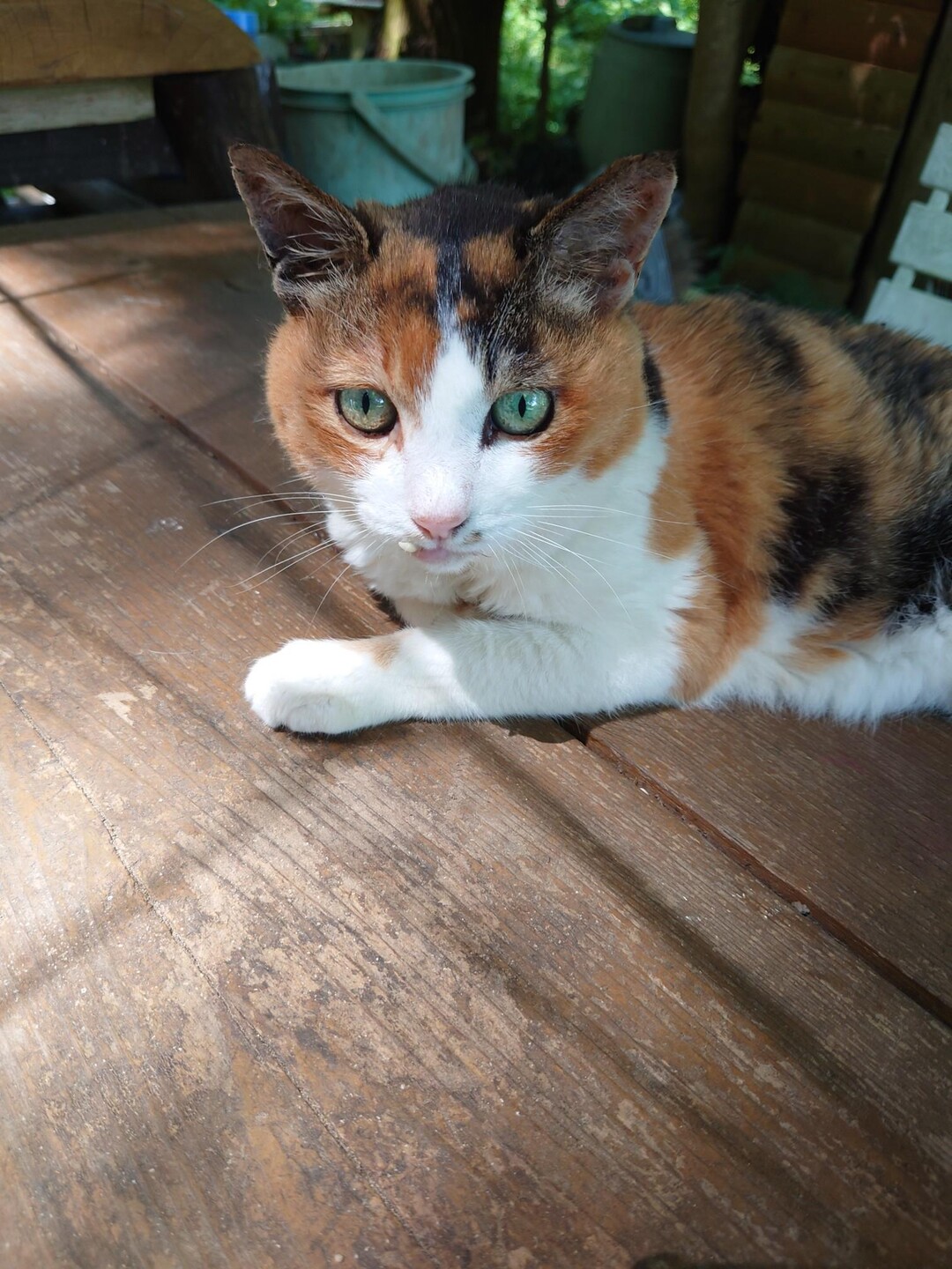 菩堤寺山 / ko1さんの菩提寺山・高立山・護摩堂山の活動データ | YAMAP / ヤマップ