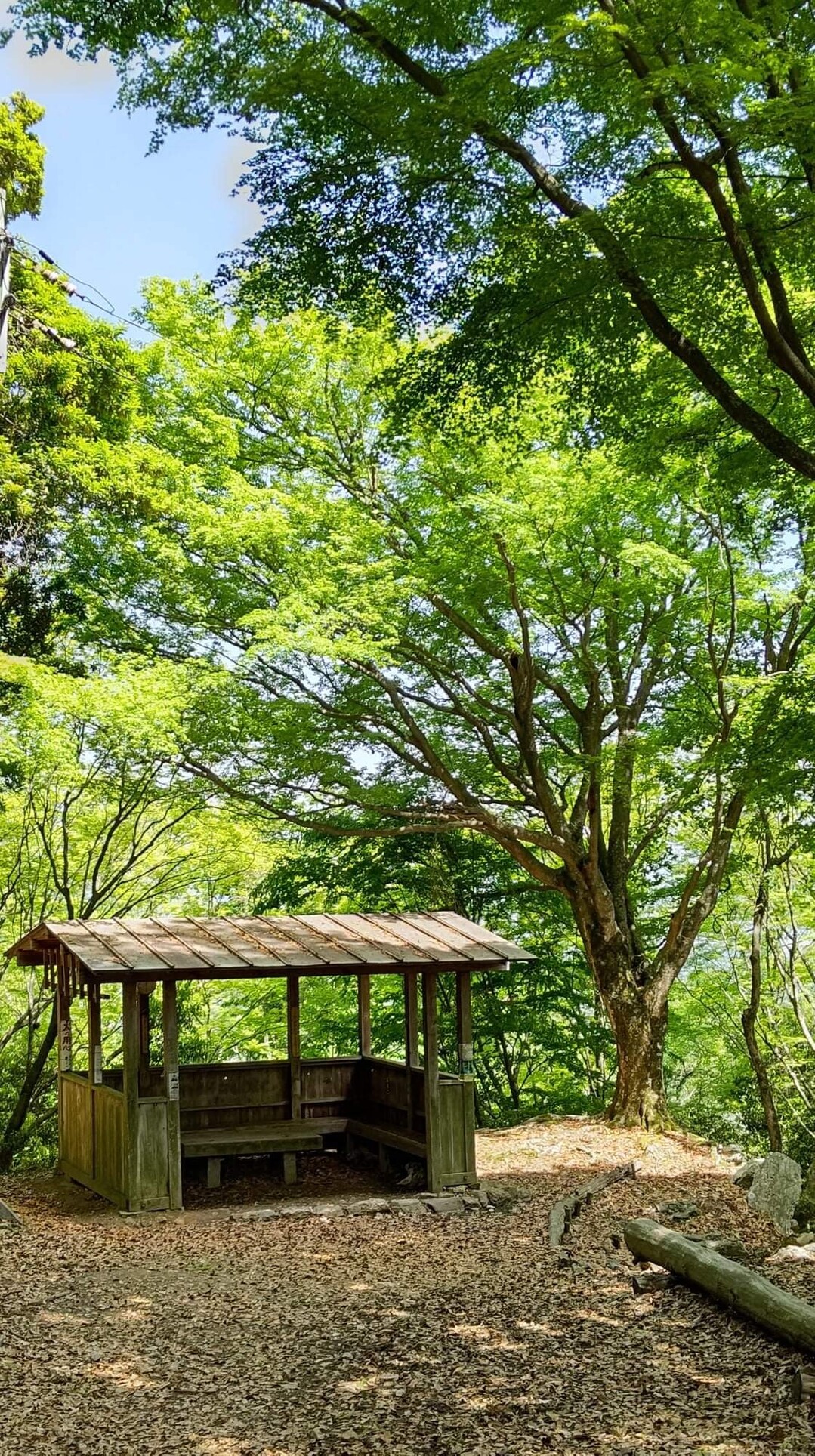 🎵 三合目東屋包む青もみじ 悟空220... / kyoyamaさんのモーメント | YAMAP / ヤマップ