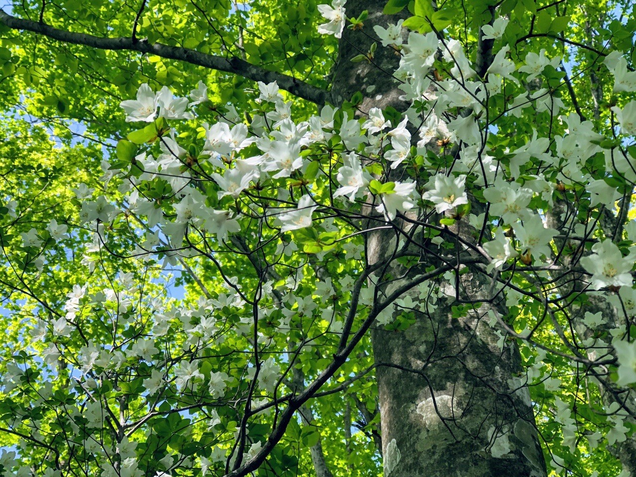シロヤシオに包まれて/宮城蔵王ガイド協会山行 / carolさんの登山の活動データ | YAMAP / ヤマップ