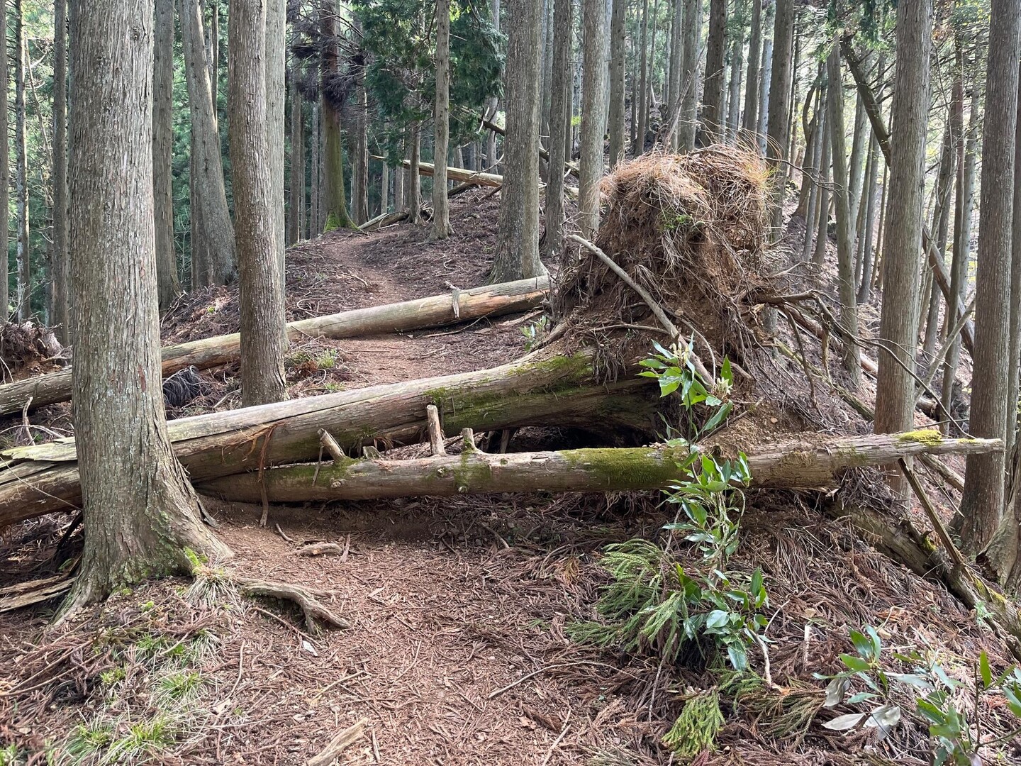 JUNさんの投稿したフィールドメモ | YAMAP / ヤマップ