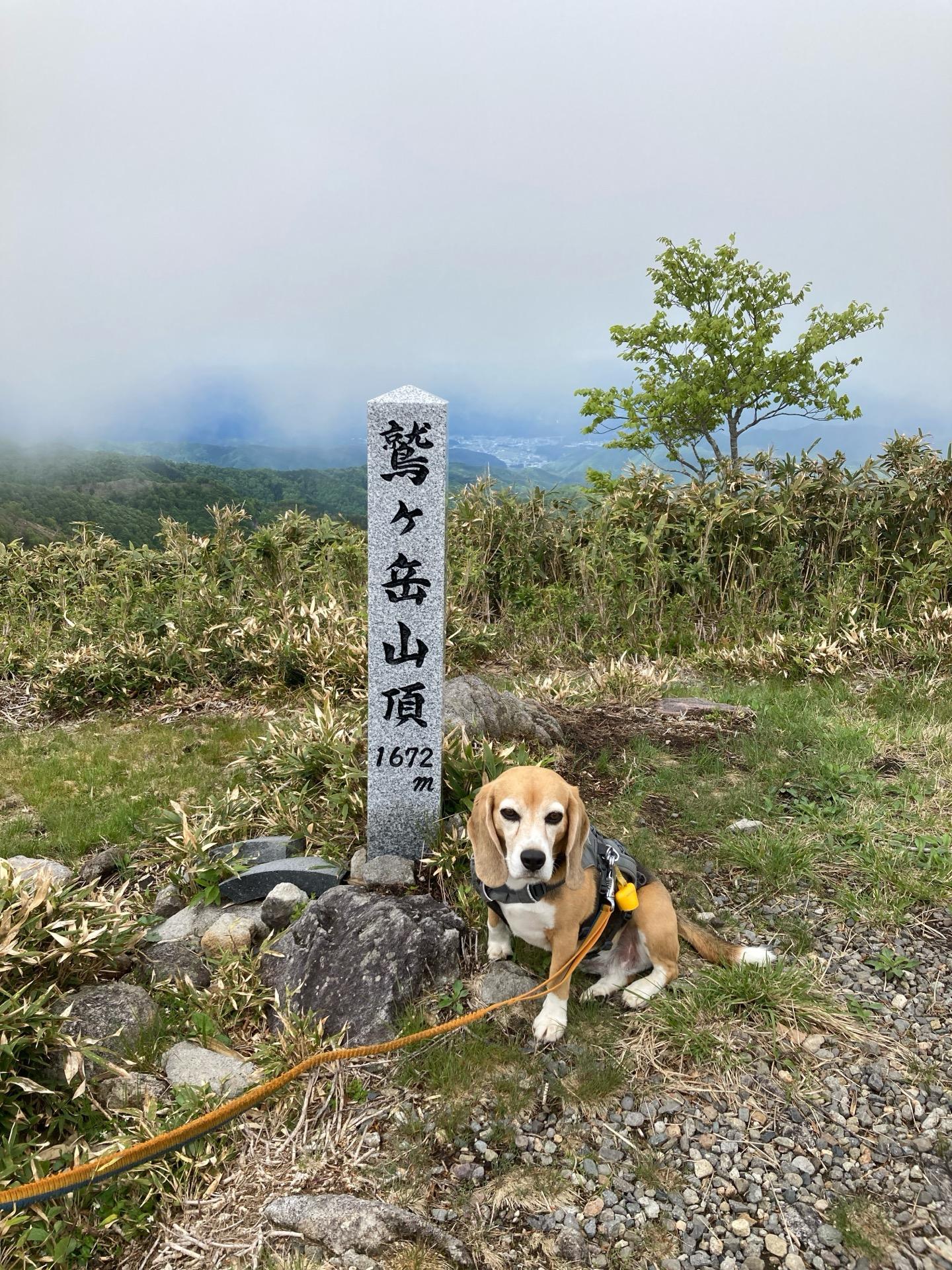 鷲ヶ岳 犬連れ登山 / 山旅犬🐶ロマチッチ lomachicciさんの鷲ヶ岳の活動データ | YAMAP / ヤマップ