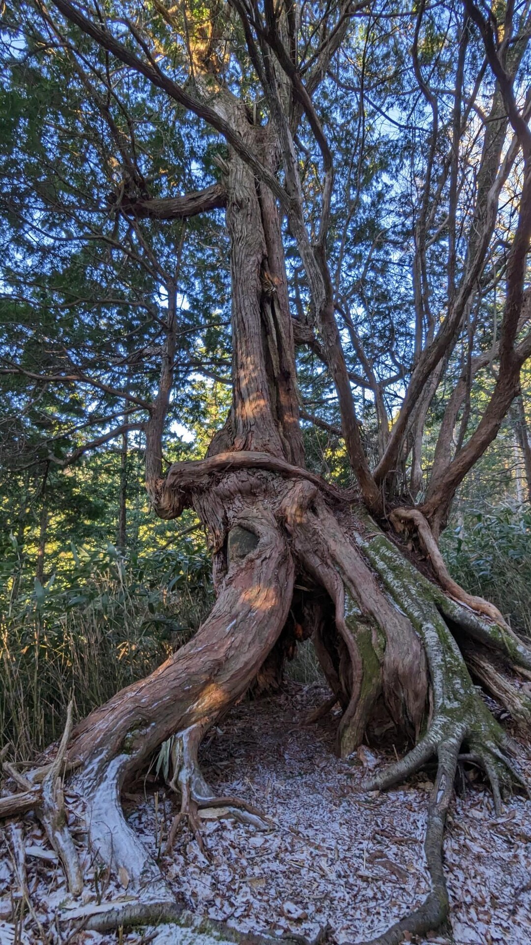 南沢山 / celorinさんの恵那山・大判山・神坂山の活動データ | YAMAP / ヤマップ