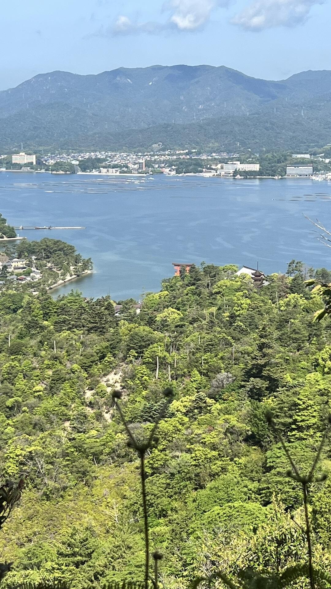 G4博奕尾ルート 駒ヶ林 / PEZ（ペッツ）さんの宮島（厳島）・弥山の活動データ | YAMAP / ヤマップ