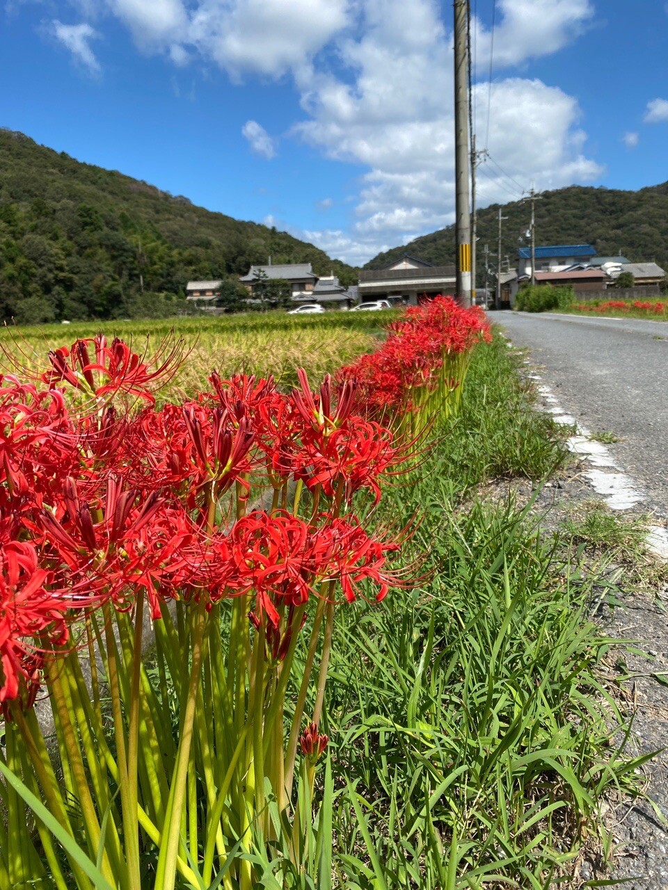 書写山ラン / miiさんのランニングの活動データ | YAMAP / ヤマップ