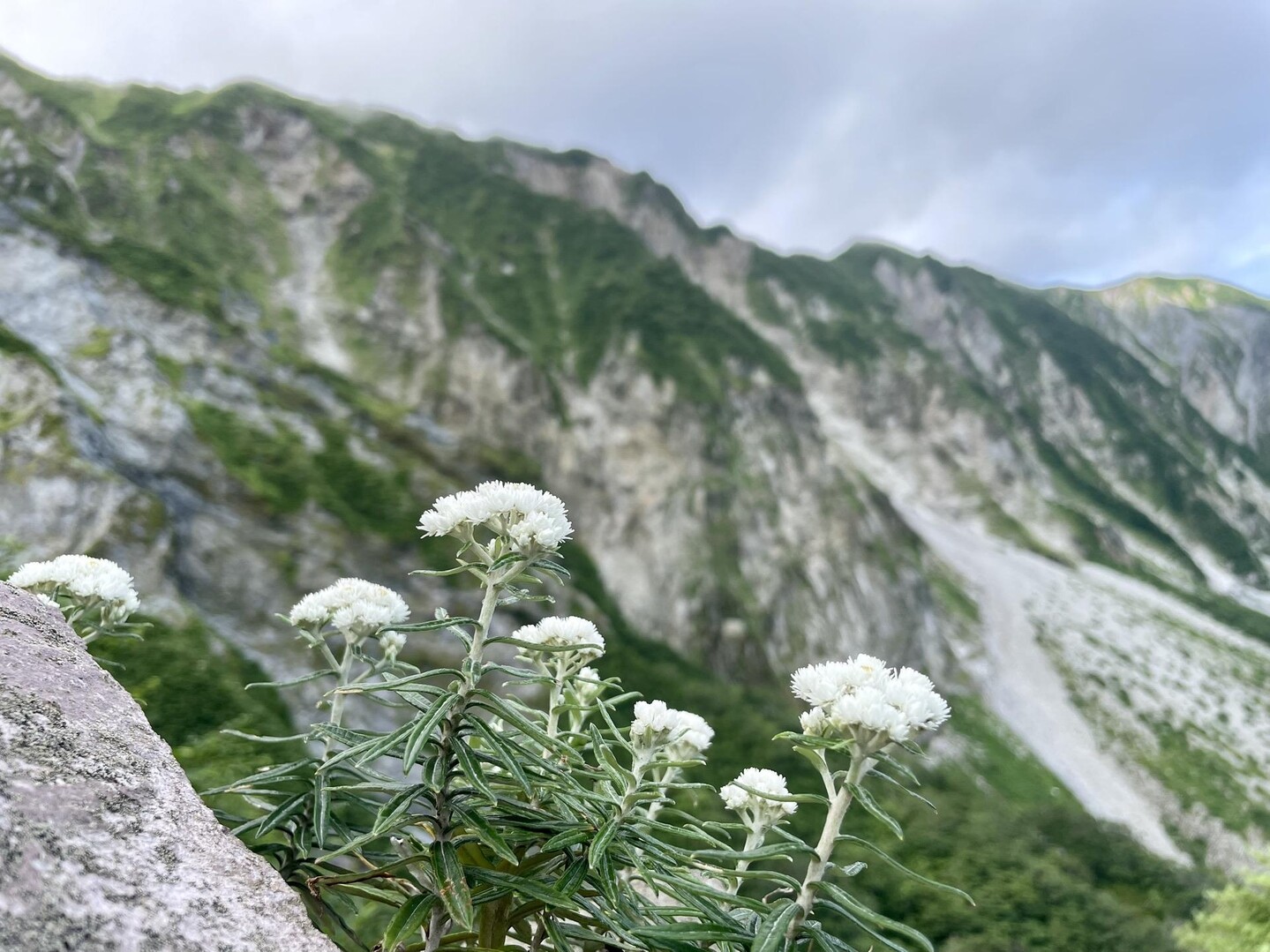 象ヶ鼻・三鈷峰 / aya_mt_s.15さんの大山・甲ヶ山・野田ヶ山の活動データ | YAMAP / ヤマップ