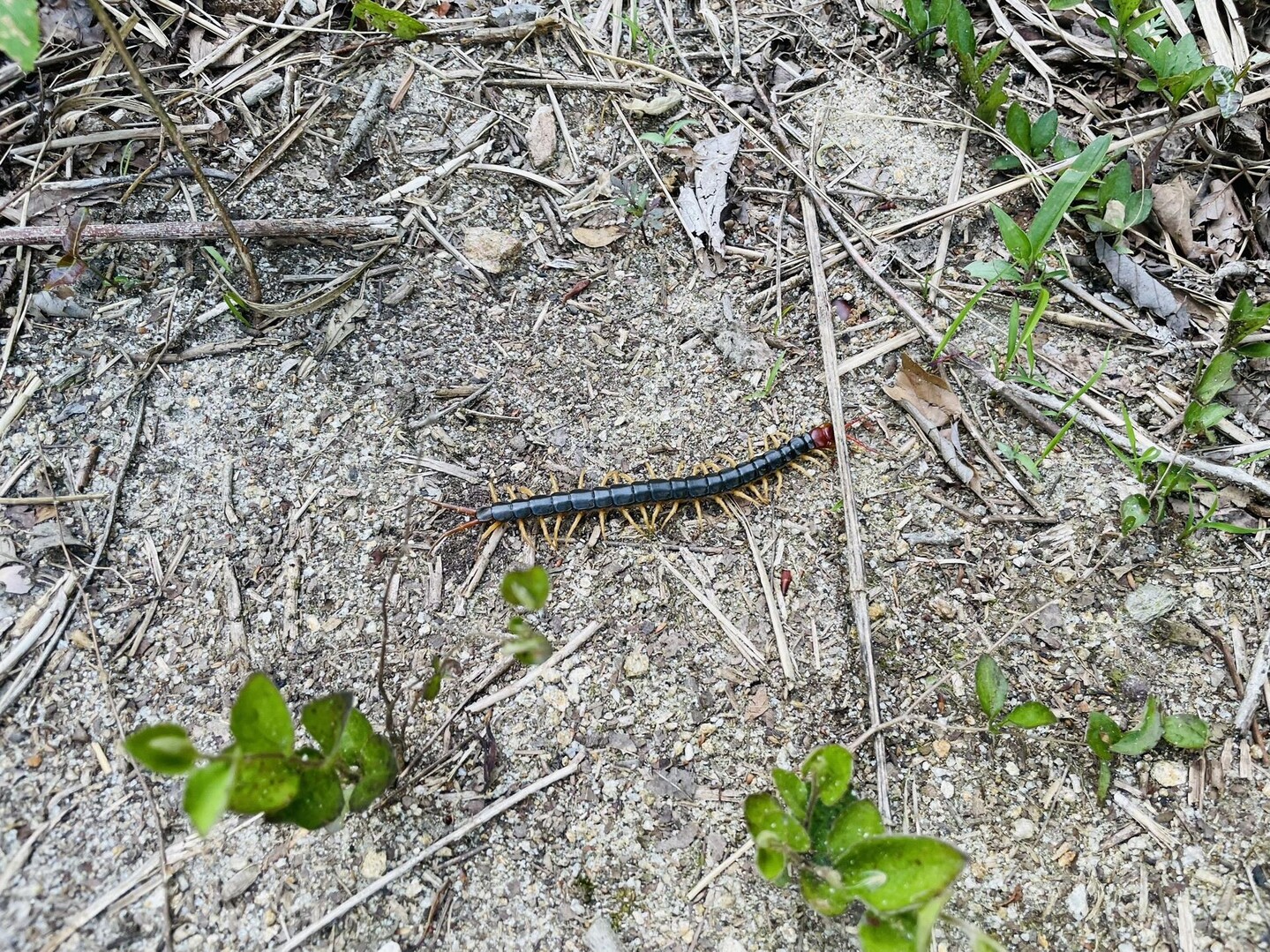 西尾茶臼山頂ムカデいます… 気をつけて下... / lulu さんのモーメント | YAMAP / ヤマップ