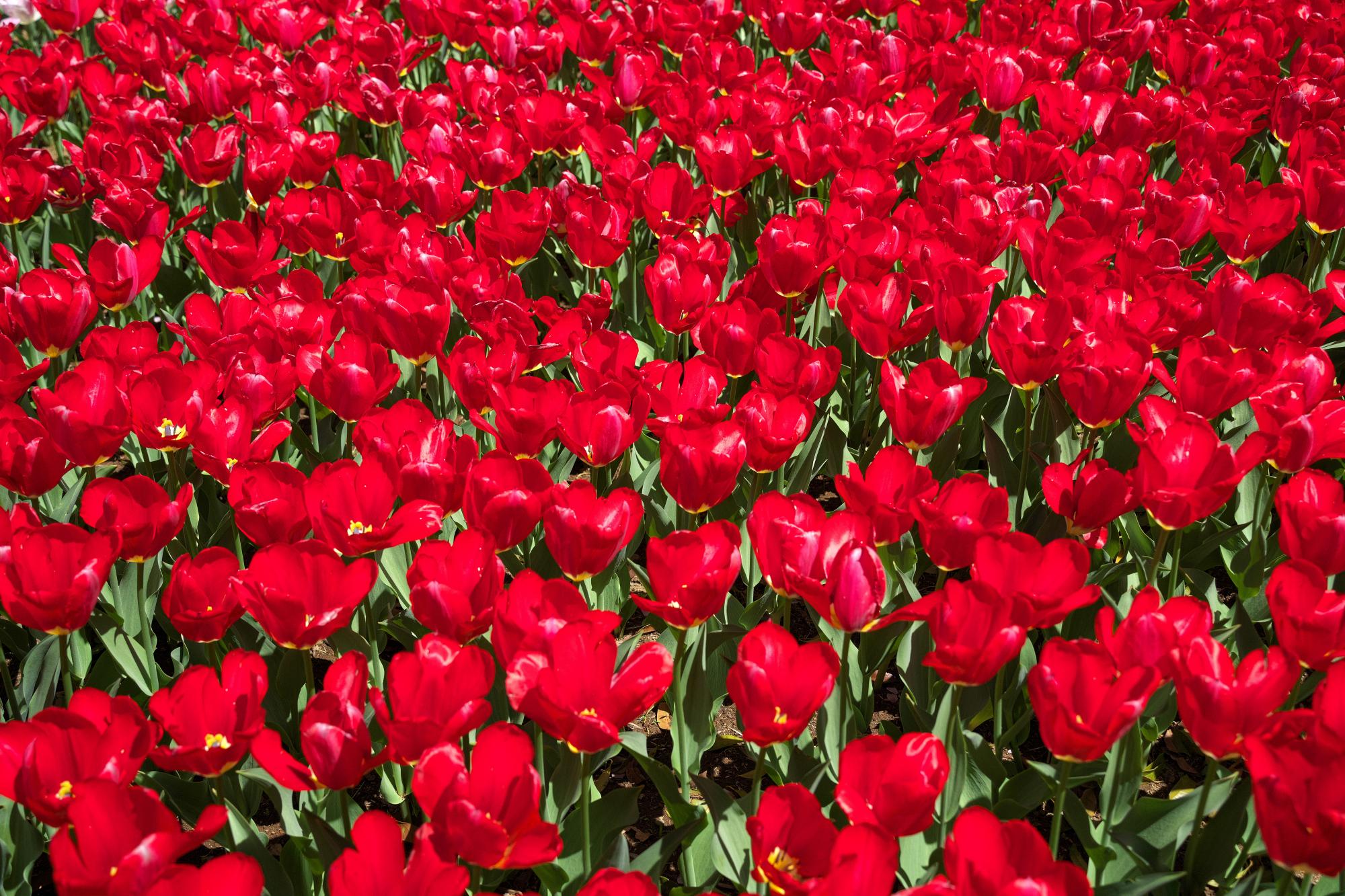 2025年4月16日 昭和記念公園にてチ... / J-Blueさんのモーメント | YAMAP / ヤマップ