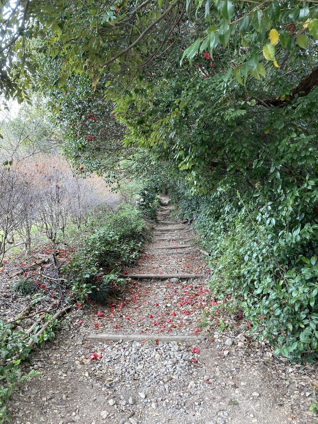 多度山 / macoさんの多度山・美濃松山・石津御嶽の活動日記 | YAMAP / ヤマップ
