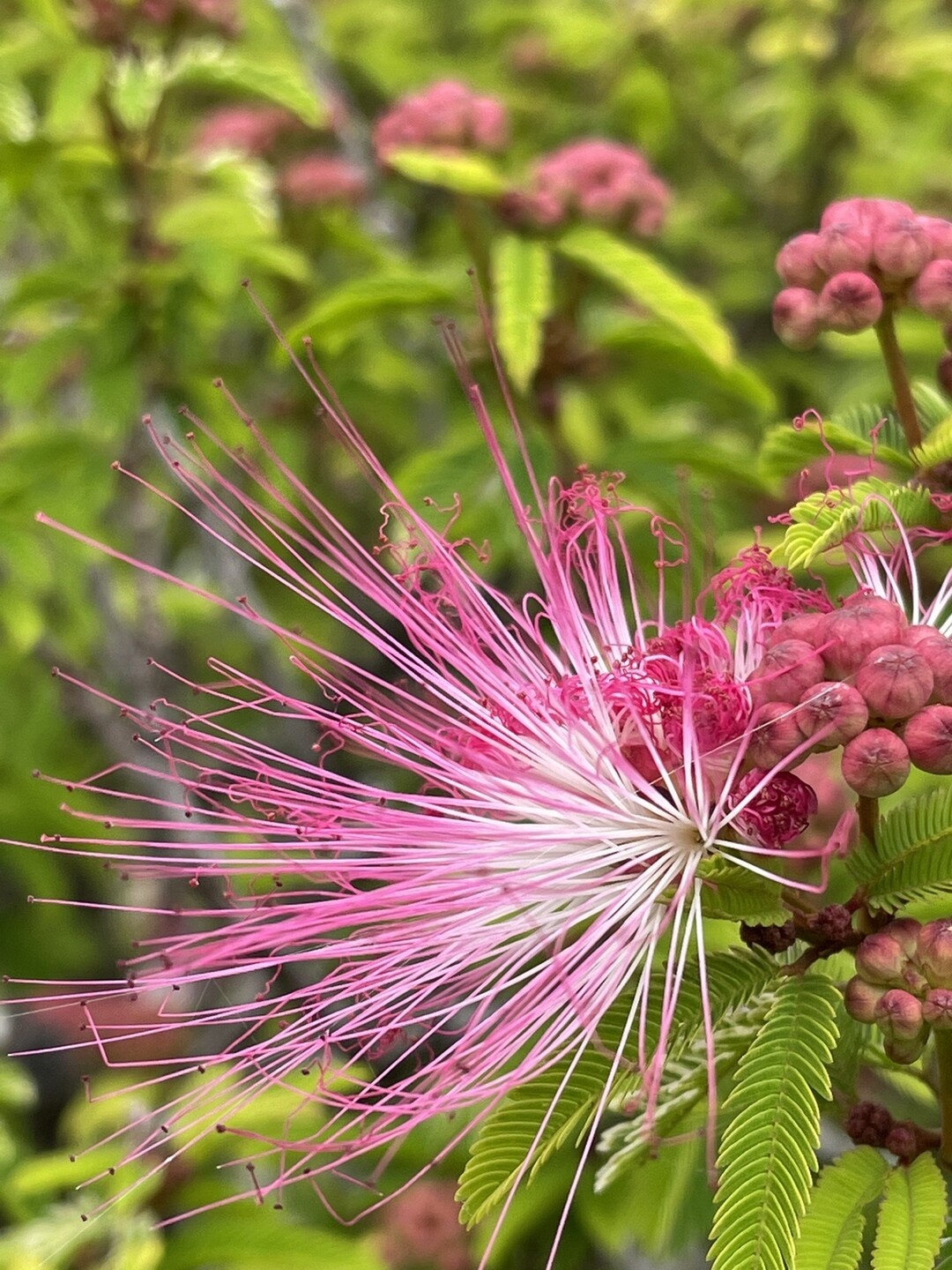 梅雨曇りウォーク 2022-06-18 / Rei.hさんのウォーキングの活動データ | YAMAP / ヤマップ