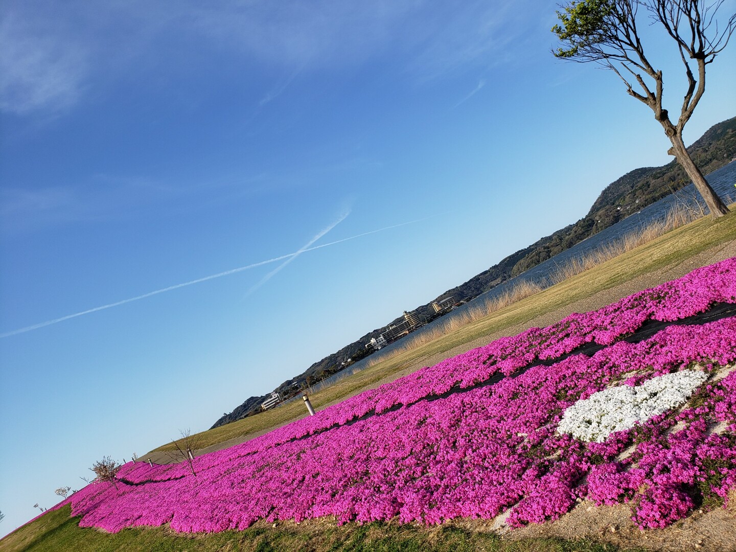 🌸芝桜🌸鳥取🌸 青い空 ピンクの... / MIHOさんのモーメント | YAMAP / ヤマップ