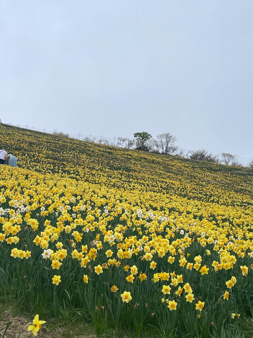 水仙見に蓬莱山‼️ 山頂激寒からの下山ル... / silkoさんのモーメント | YAMAP / ヤマップ