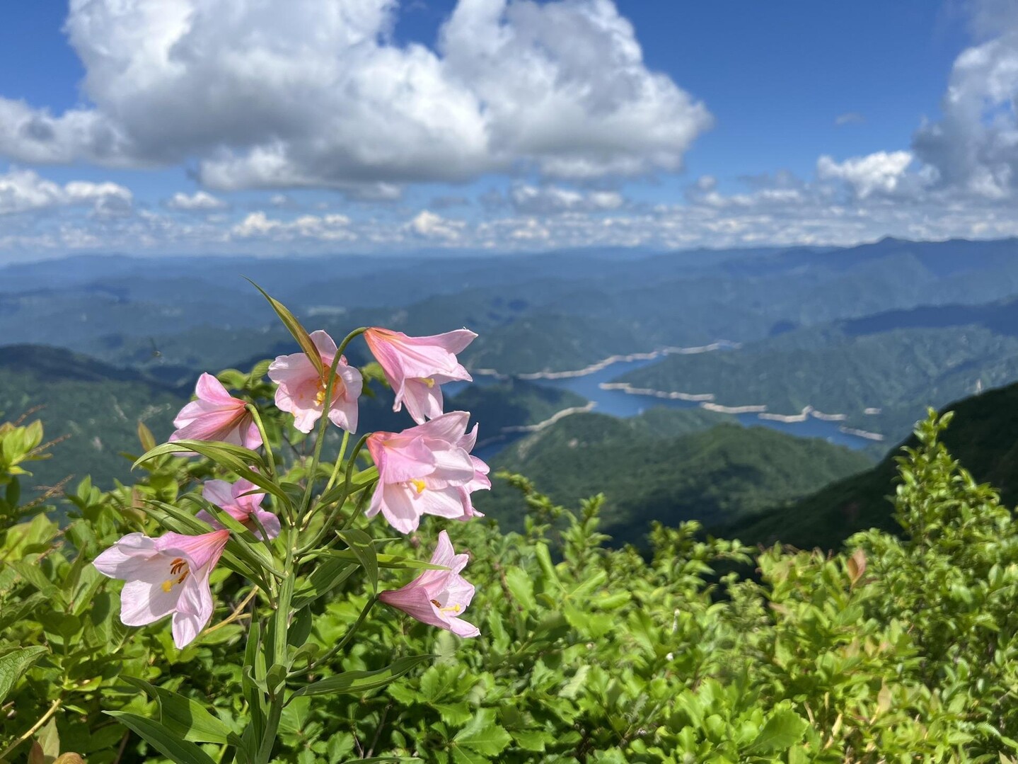ヒメサユリ見たくて②浅草岳 六十里より / Yoko.Robby902さんの浅草岳・鬼ヶ面山の活動日記 | YAMAP / ヤマップ