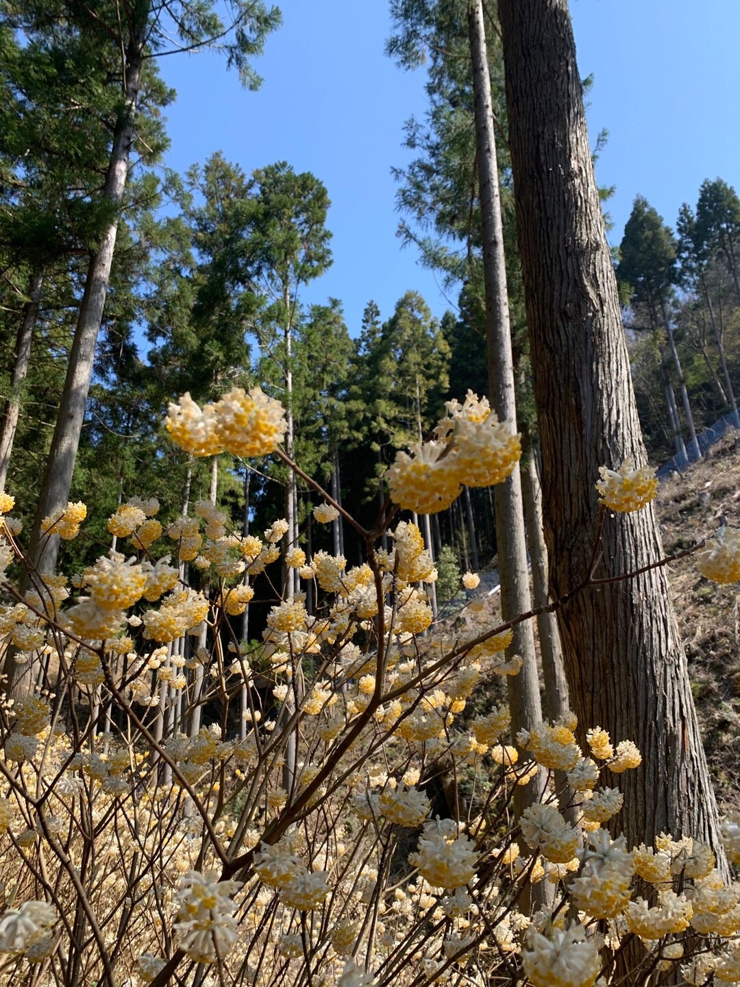 高畑山 / aero-yasさんの高室山の活動データ | YAMAP / ヤマップ