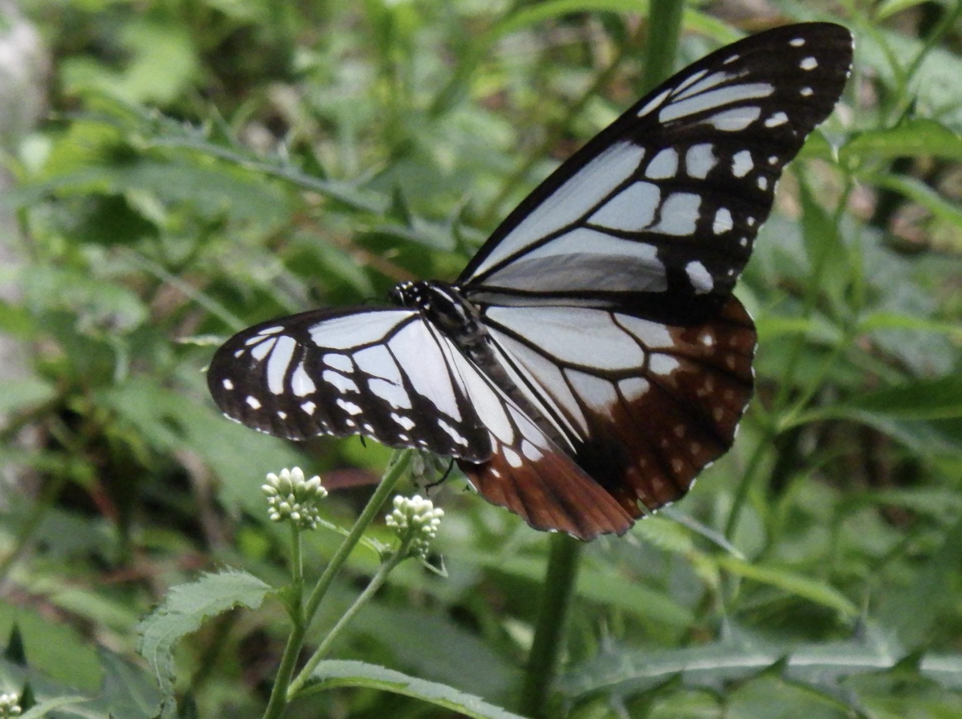 夏の花たちを探して 英彦山（北岳） / motomickyさんの英彦山の活動日記 | YAMAP / ヤマップ