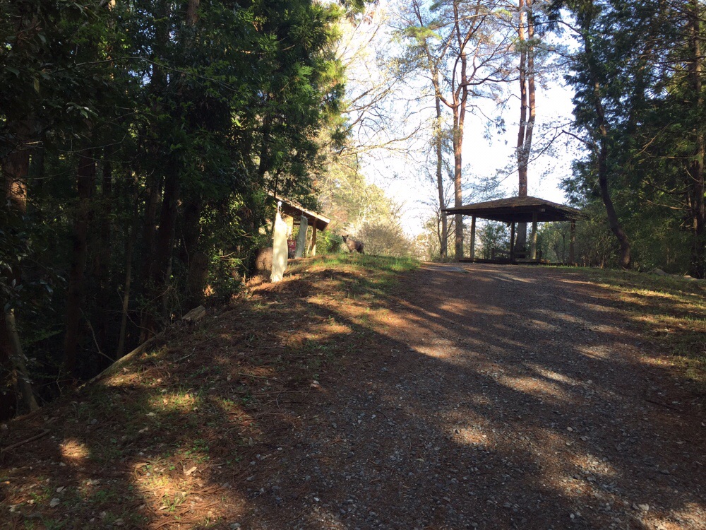 Afternoon walking🚶‍... / 🌸Springthunders⚡さんのモーメント | YAMAP / ヤマップ