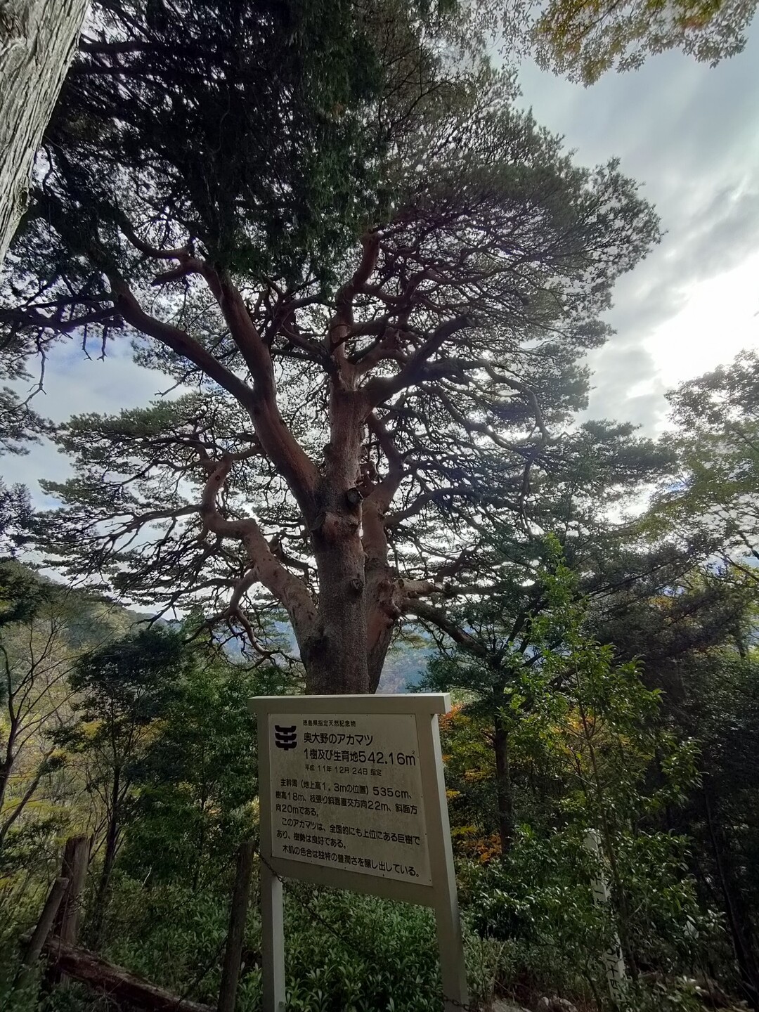 四国一の赤松もある八面山 / YK1989さんの八面山の活動データ | YAMAP / ヤマップ