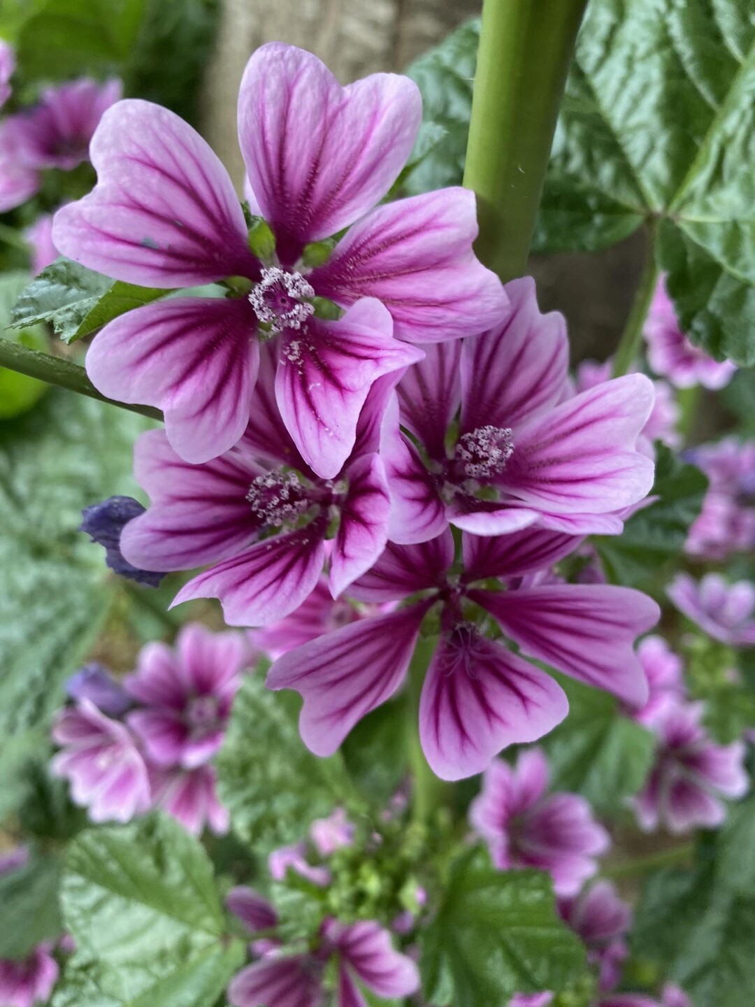 ①ウスベニアオイ ②オオツルボ ③ツキミ... / ゴリポン88さんのモーメント | YAMAP / ヤマップ