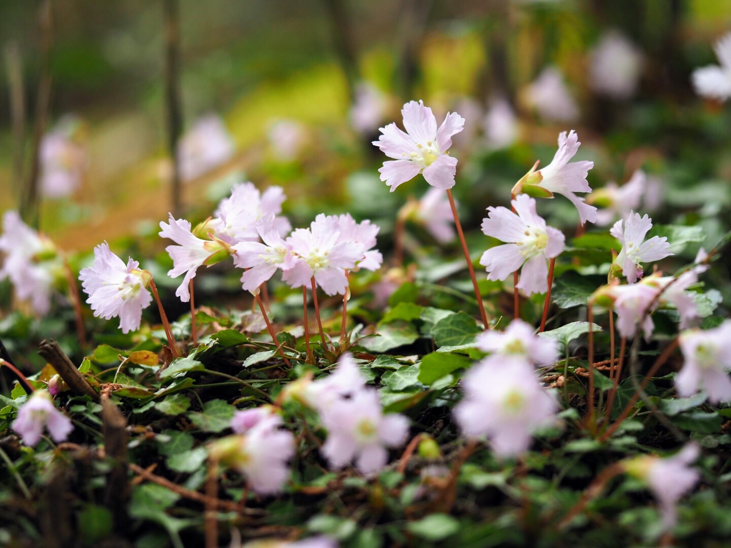 向山・花瓶山 / fujihiroさんの花瓶山の活動データ | YAMAP / ヤマップ