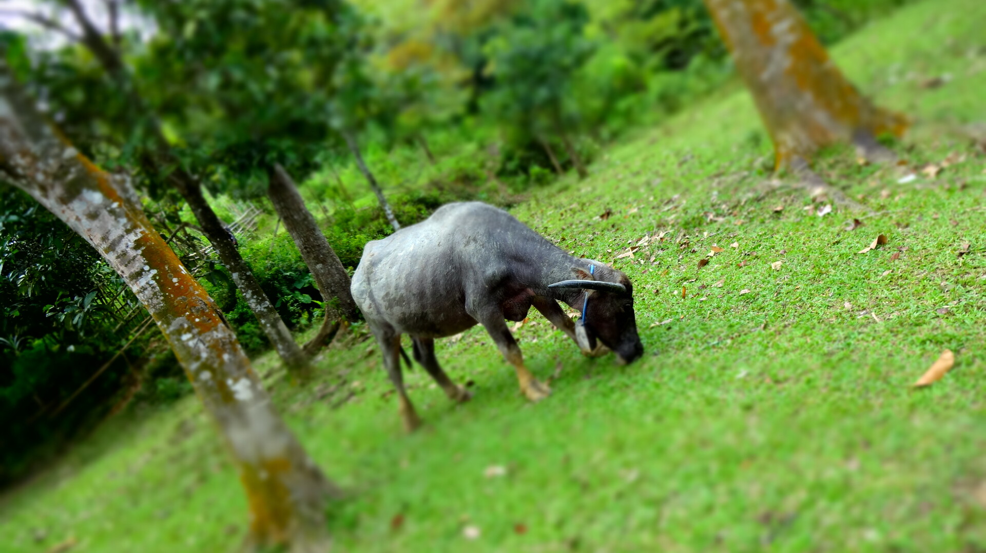 Gunung Lumbu / ha_linaさんのレンブ山の活動日記 | YAMAP / ヤマップ