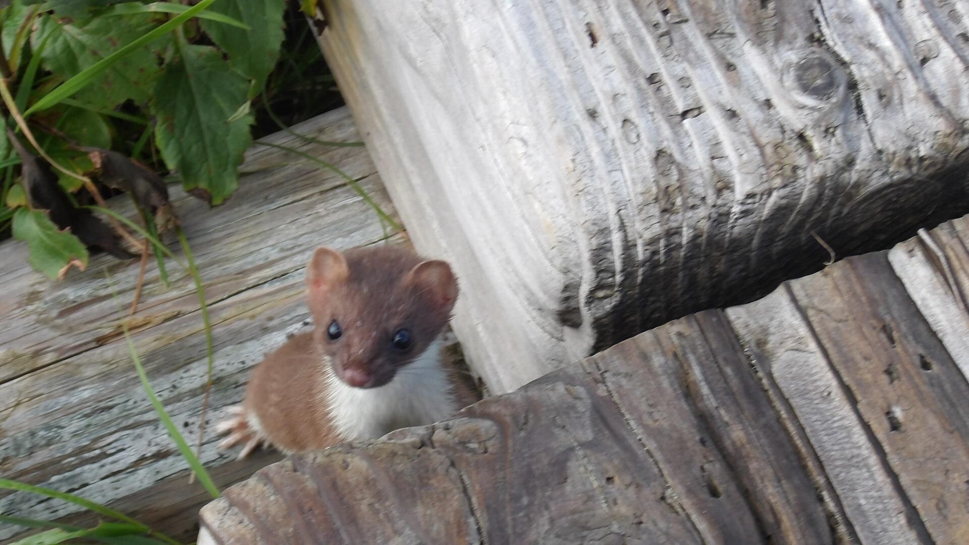 🐭 ひょこ 🐭 姥ヶ岳 / 林のｸﾏkinさんの月山の活動データ | YAMAP / ヤマップ