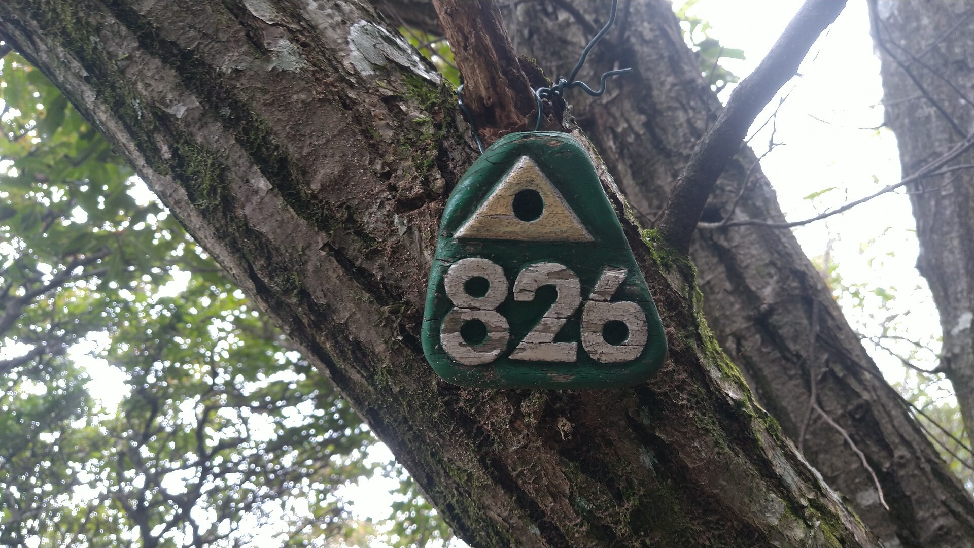 北尾根P826峰・小倉山・養老山・三方山 / 歩活ッチャさんの養老山・笙ヶ岳・三方山の活動データ | YAMAP / ヤマップ