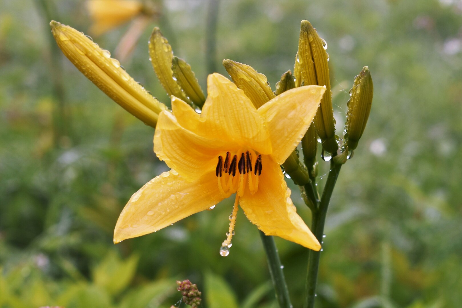 ピエール・HOSHIのページ | YAMAP / ヤマップ