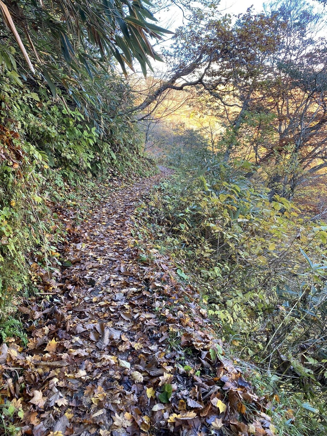 Gentil15さんの投稿したフィールドメモ | YAMAP / ヤマップ