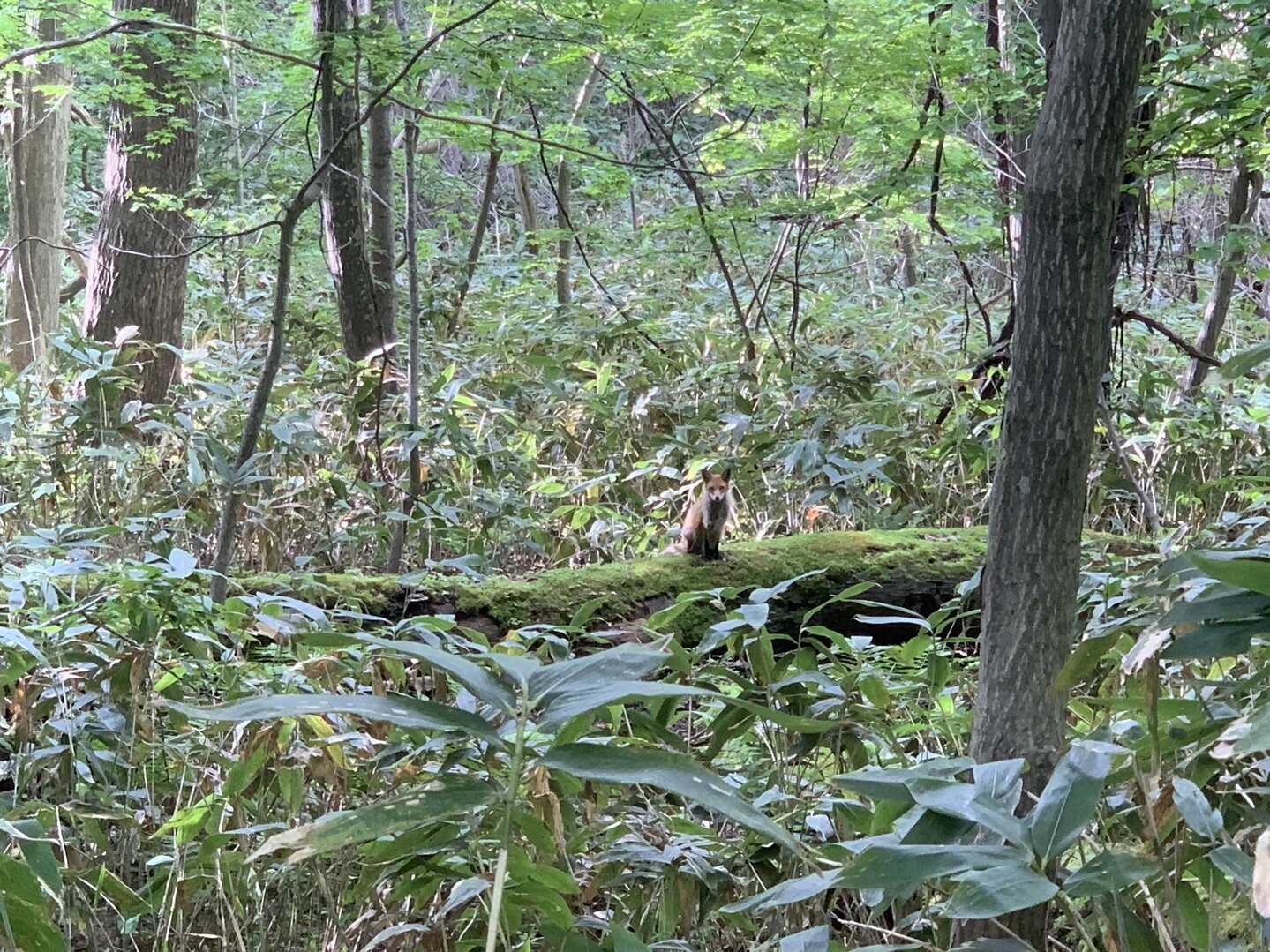 もいわ25回目で初めまして🦊 / myq.さんの藻岩山の活動データ | YAMAP / ヤマップ