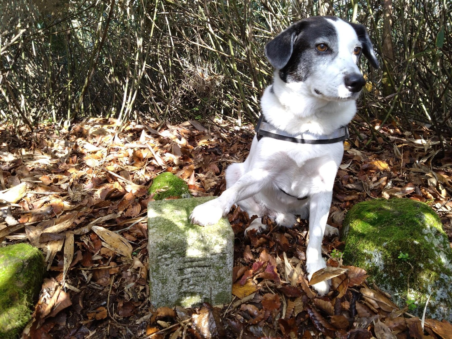 もう一つの額取山と八幡岳 / kuru−ruさんの高土山の活動データ | YAMAP / ヤマップ
