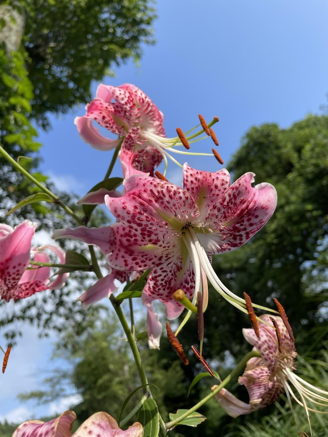 修行二日連続 高尾山⇆陣馬山 / SHOJIさんの高尾山・陣馬山・景信山の活動データ | YAMAP / ヤマップ
