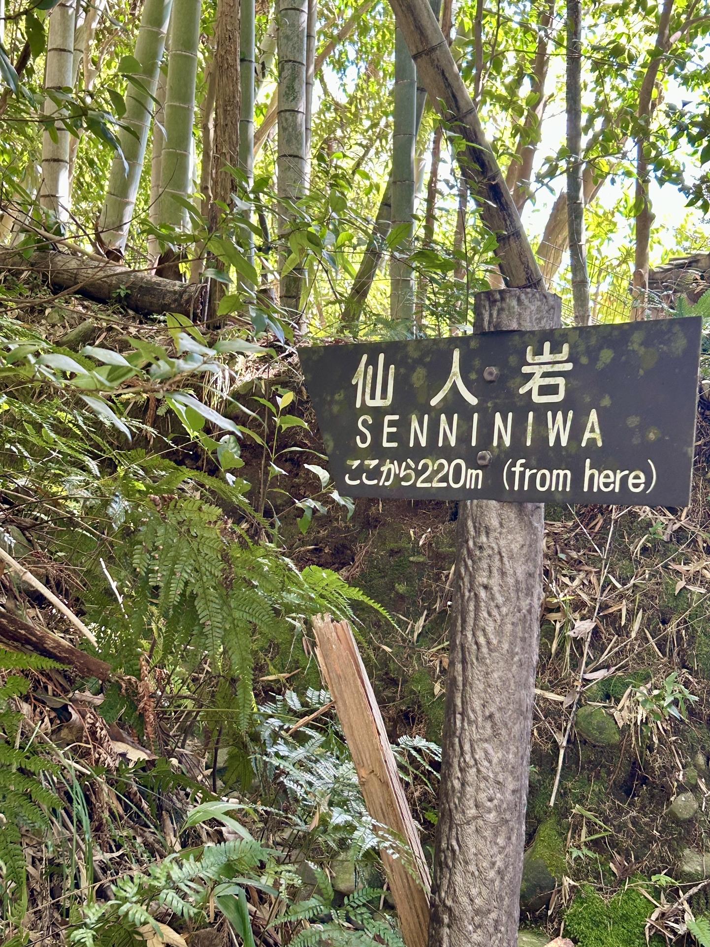 仙人岩🪨辿りつけず💦 / Chiekoさんの冠岳の活動データ | YAMAP / ヤマップ