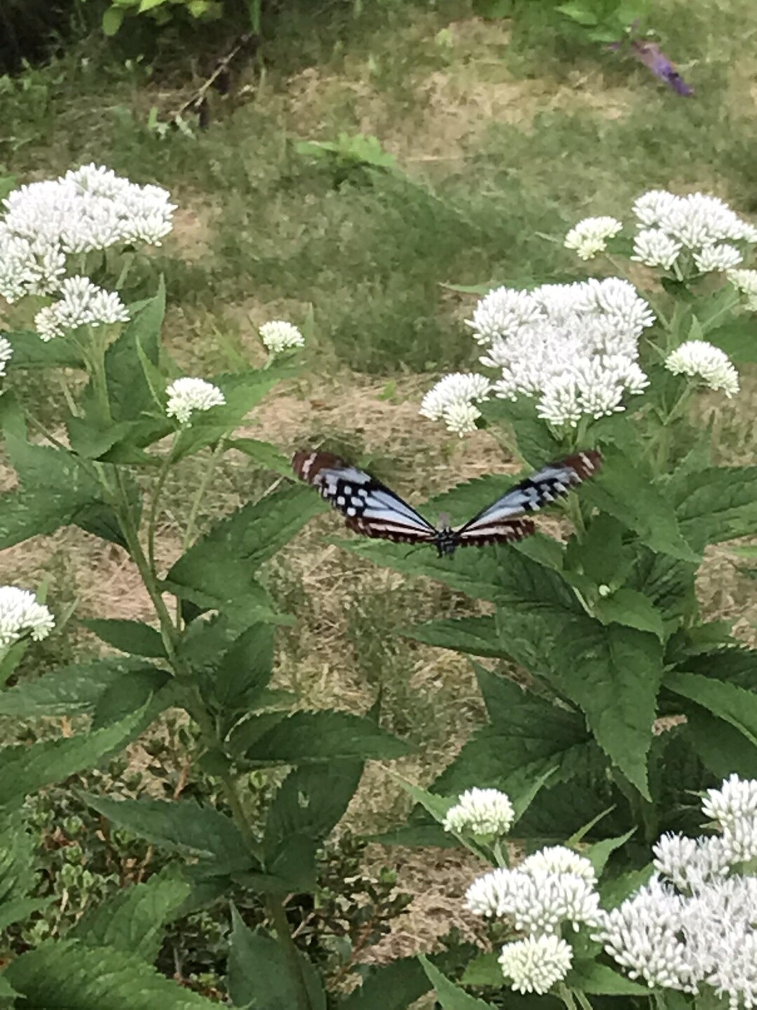 剣山の小便小僧 山での小便は小便小僧にだ... / yuki 2さんのモーメント | YAMAP / ヤマップ