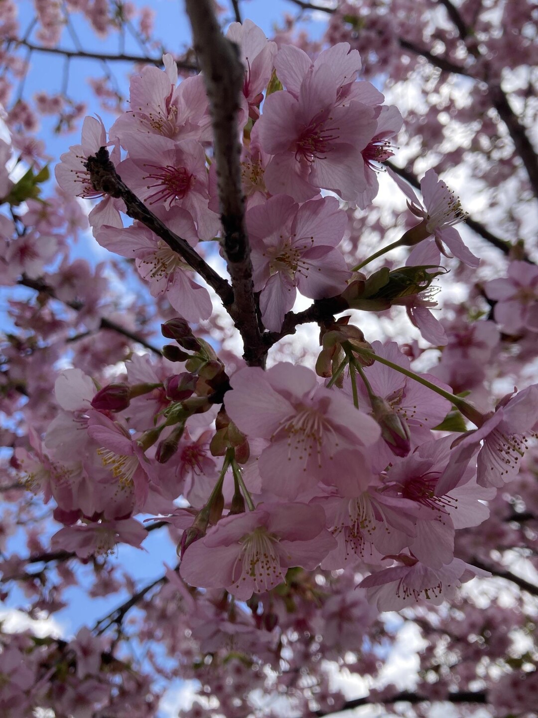 お花見🌸 / bu-koさんの生駒山・神津嶽・大原山の活動データ | YAMAP / ヤマップ