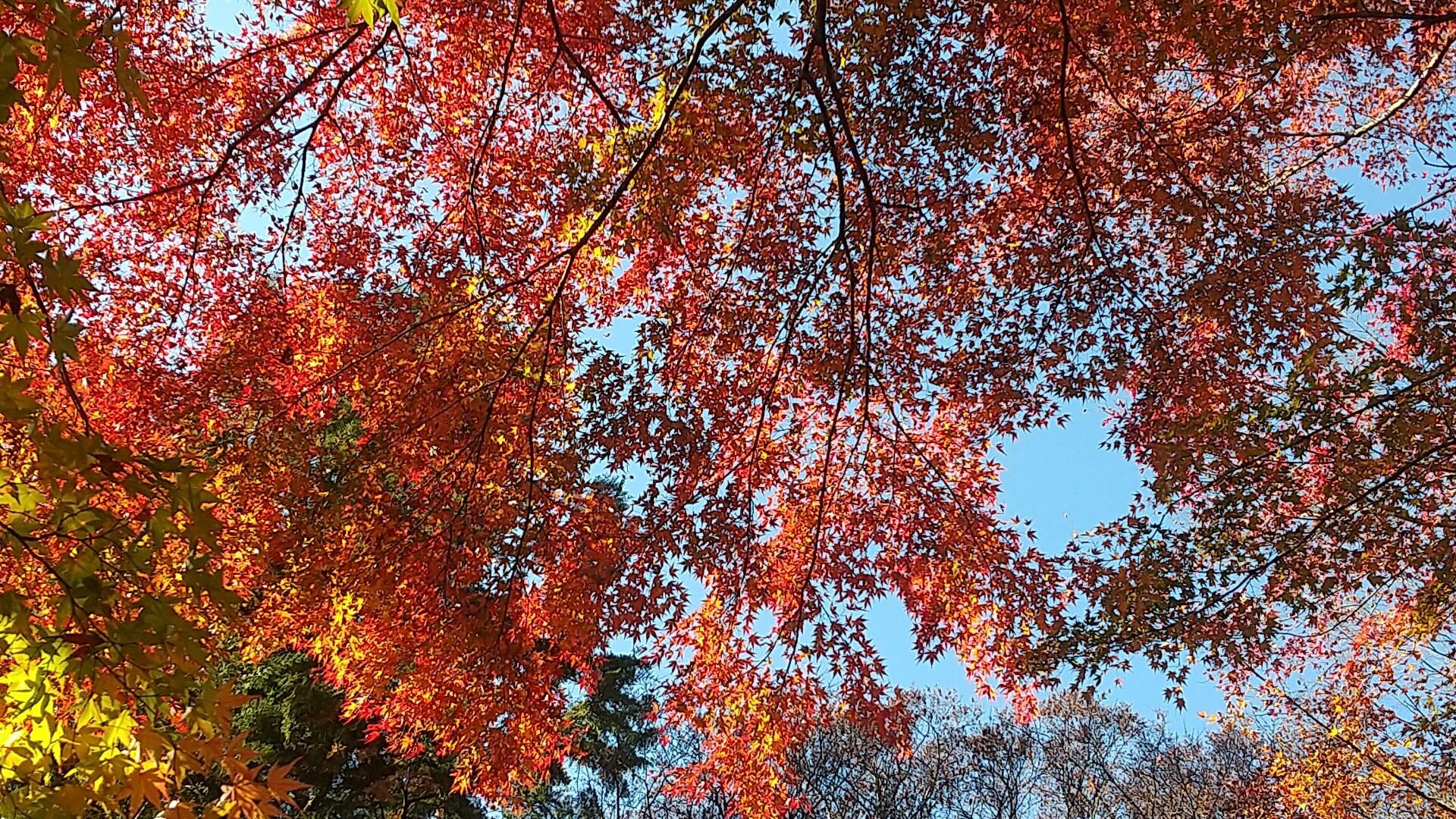 愛宕山から嵐山渓谷、仙元山へ(時計回り) / はむさんの武蔵嵐山・大平山・仙元山の活動データ | YAMAP / ヤマップ