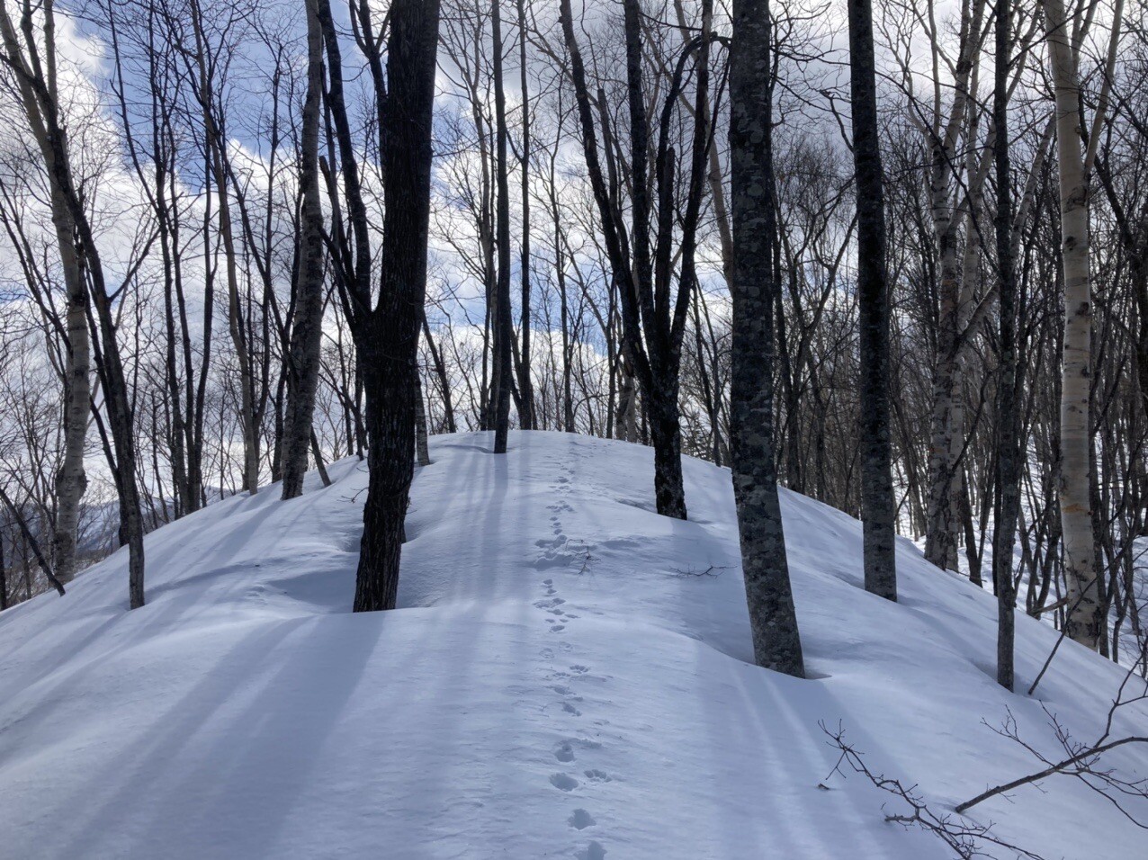 御料山 / mameさんの御料山の活動日記 | YAMAP / ヤマップ