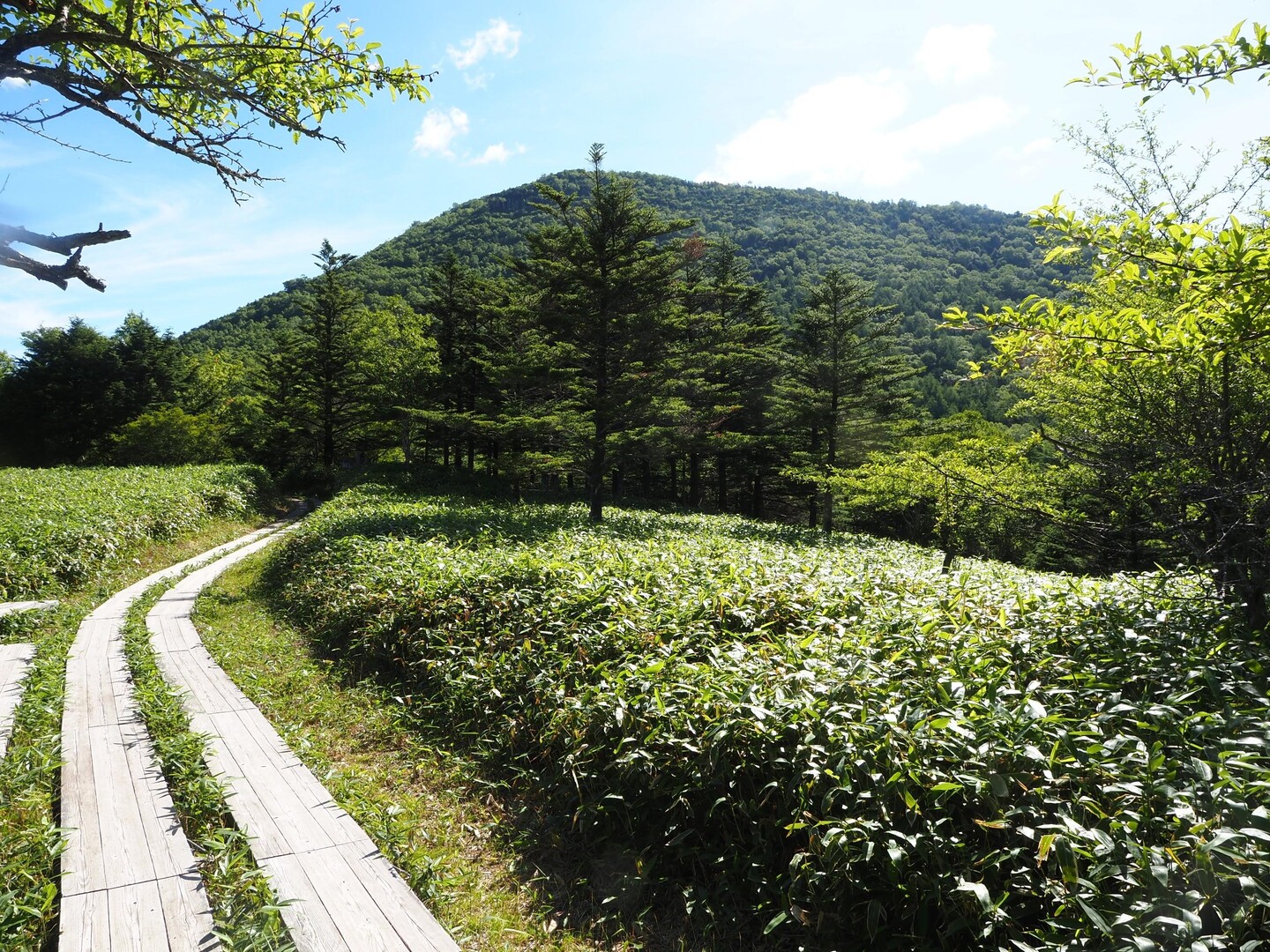 光徳牧場〜小太郎山 / Hikoさんの温泉ヶ岳・根名草山の活動データ | YAMAP / ヤマップ