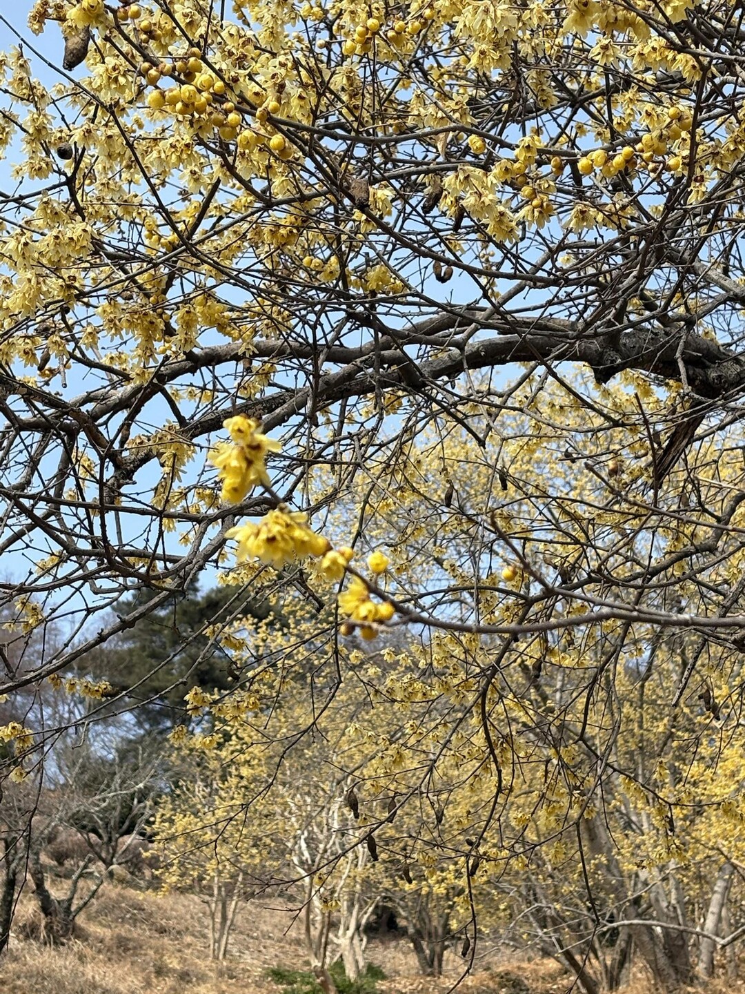 桜山 / mmさんの金鑚御嶽山の活動データ | YAMAP / ヤマップ