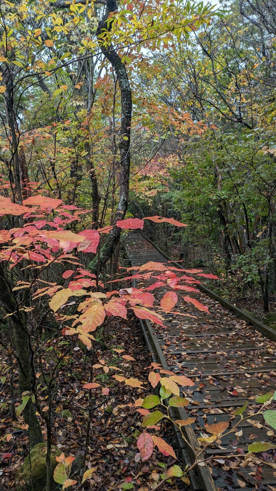 タデ原湿原散策-2024-10-29 / monkさんの九重山（久住山）・大船山・星生山の活動データ | YAMAP / ヤマップ