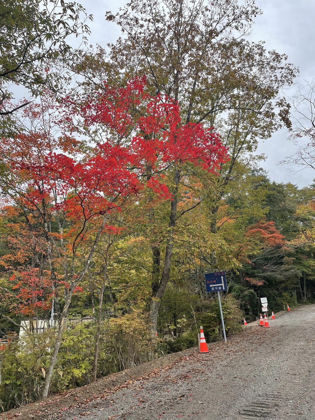 10/26 治部坂高原と馬の背平 少し早... / teruさんのモーメント | YAMAP / ヤマップ