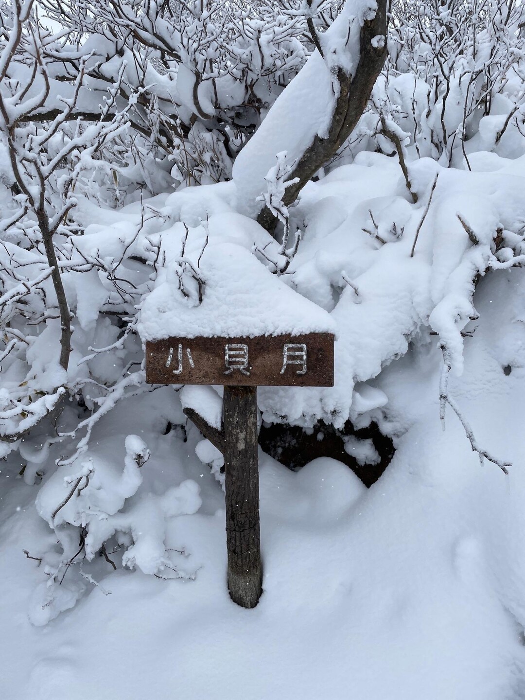 貝月山目指すも小貝月山まで / golfbakaさんの貝月山の活動データ | YAMAP / ヤマップ