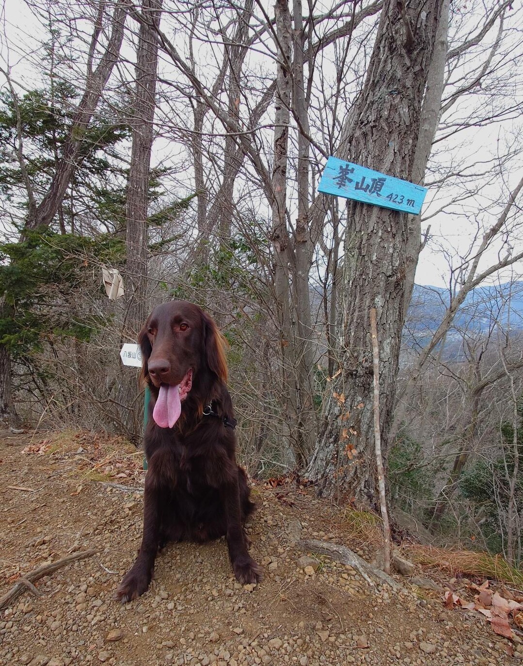 日連金剛山・峰（峰山）・八坂山・日連山・宝山 / MCボビヲさんの石老山・ 石砂山の活動データ | YAMAP / ヤマップ