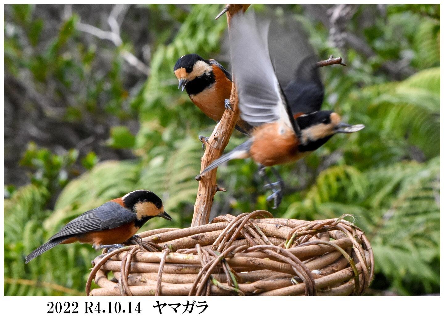 袴腰山(大津富士)1491 2022 ... / 袴腰のベニトンボさんのモーメント | YAMAP / ヤマップ