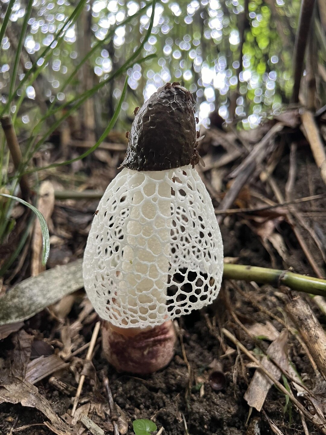 梅雨の楽しみ 今日も朝から☔ でも傘を... / sinoさんさんのモーメント | YAMAP / ヤマップ