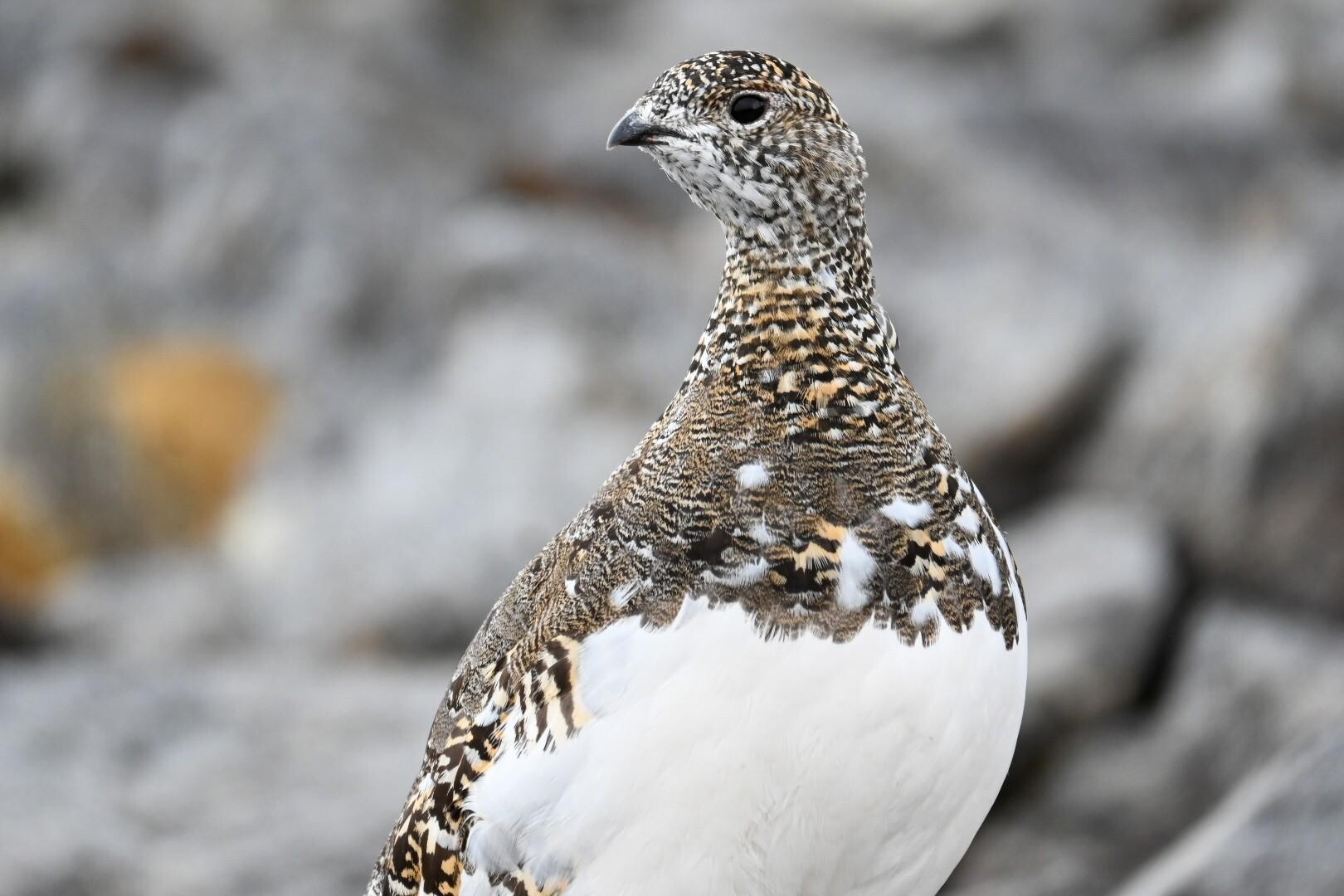 白馬岳 テン泊⛺️ / Konoさんの白馬岳・小蓮華山の活動データ | YAMAP / ヤマップ