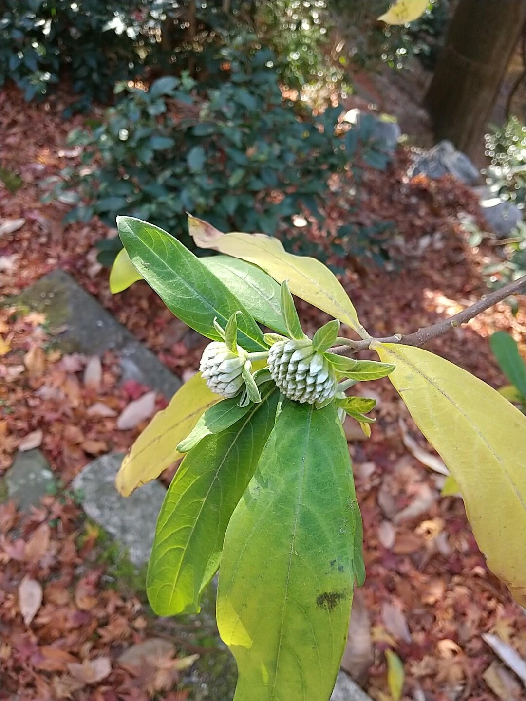 音羽山 / srimatiさんの音羽山・醍醐山の活動データ | YAMAP / ヤマップ