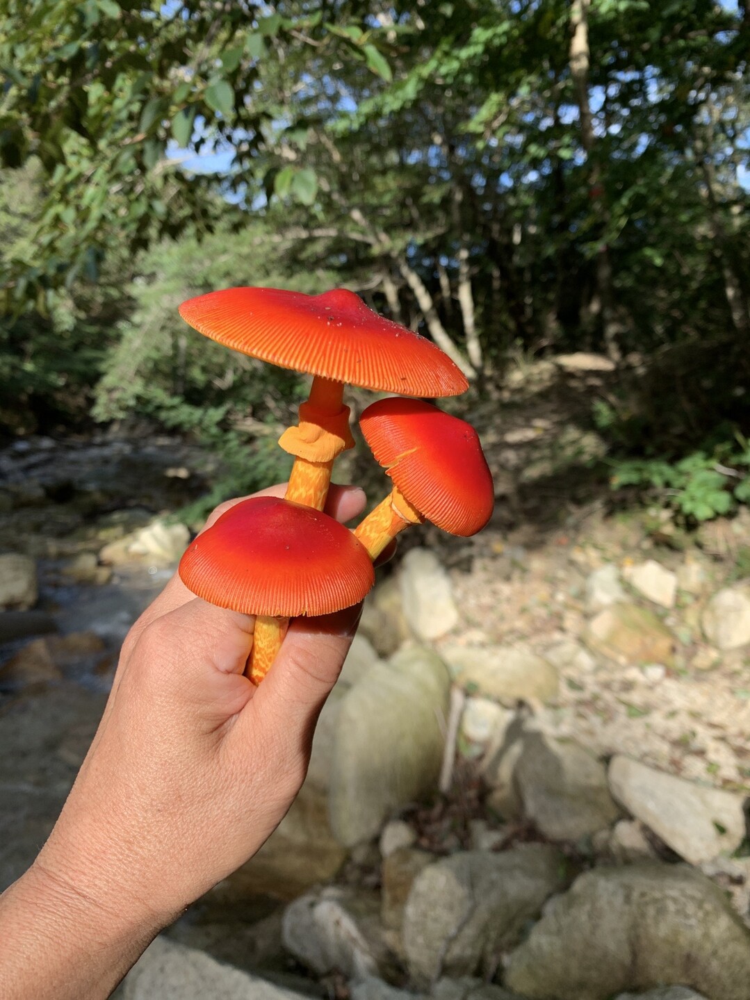 久々のイブネテント泊 / nabettiさんの釈迦ヶ岳の活動データ | YAMAP / ヤマップ