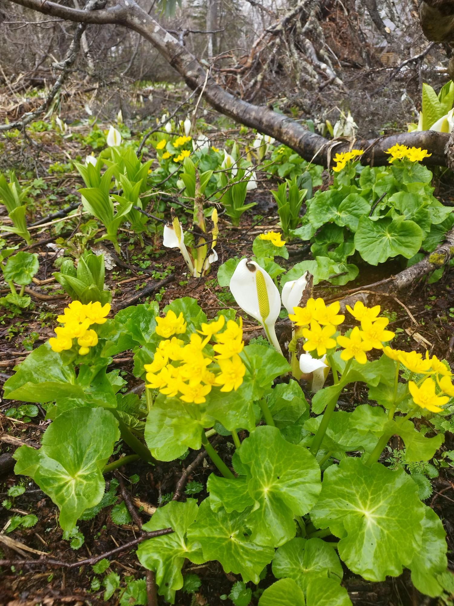麓は水芭蕉の季節 / horitakaさんの大雪山系・旭岳・トムラウシの活動日記 | YAMAP / ヤマップ