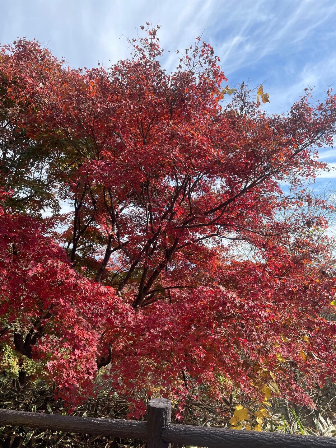 稲荷山・高尾山・神変山 / ゆうこりんさんの高尾山・陣馬山・景信山の活動データ | YAMAP / ヤマップ