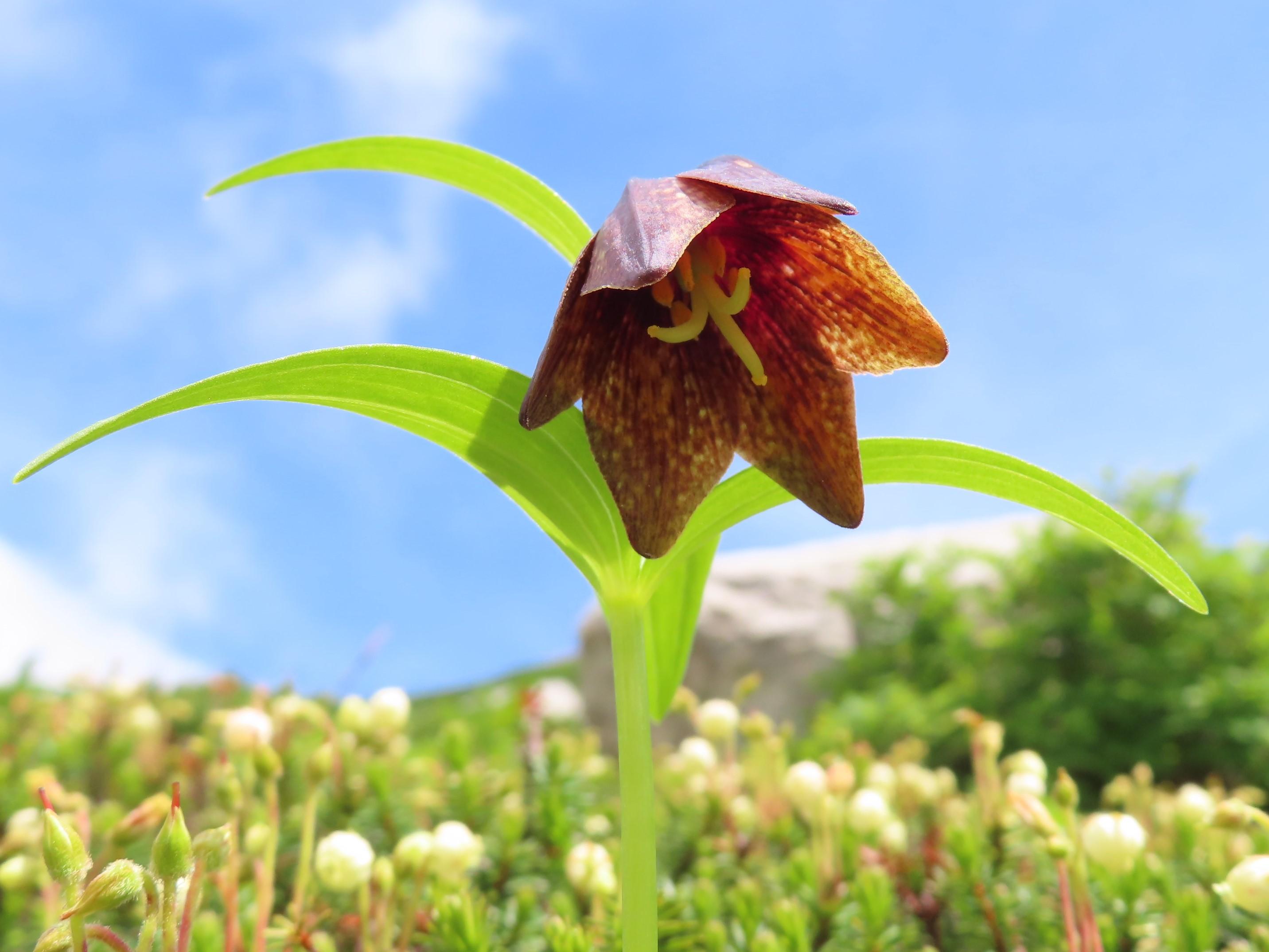 白山（御前峰・大汝峰） / Ichiさんの白山・別山・銚子ヶ峰の活動データ | YAMAP / ヤマップ