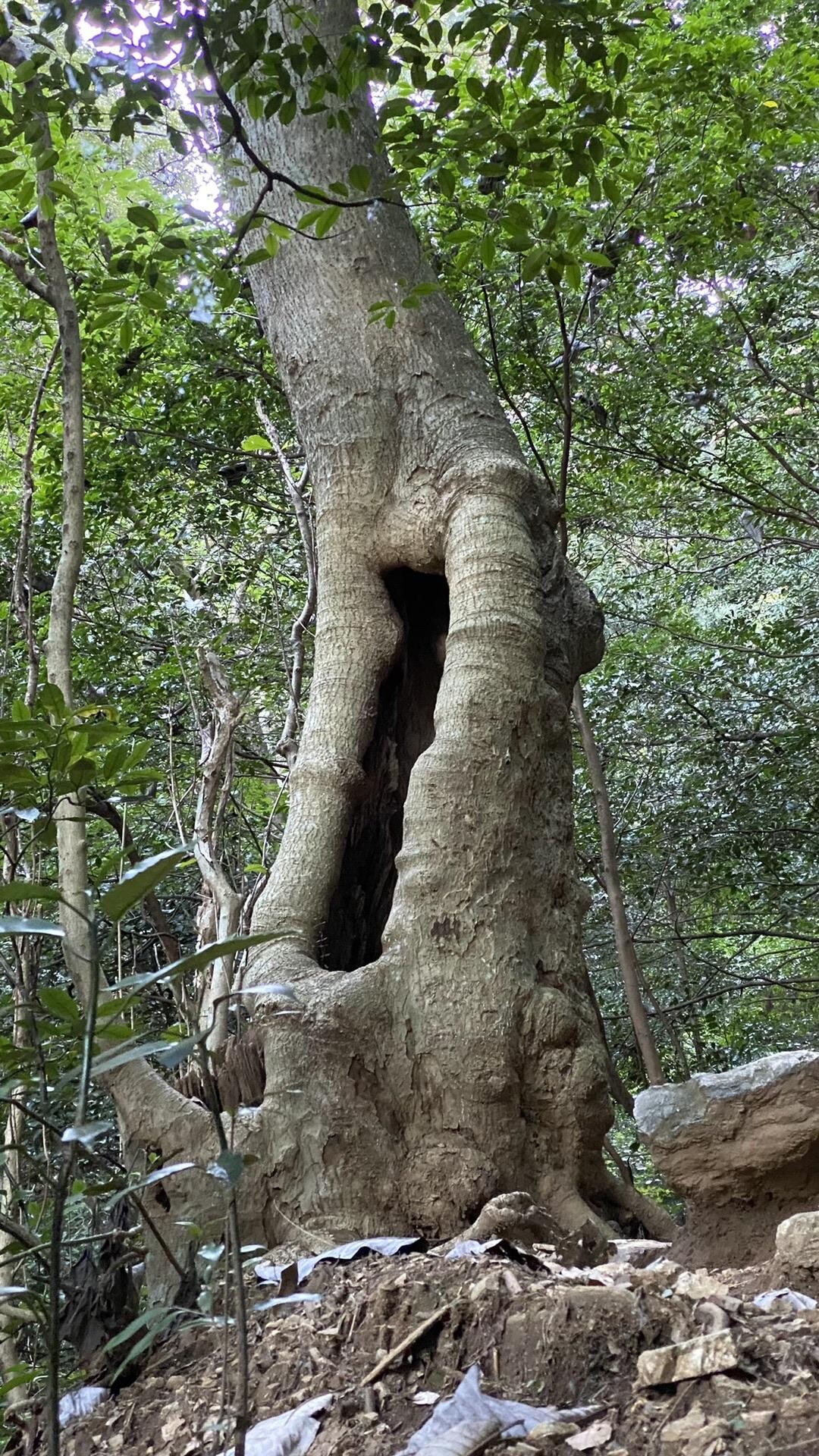 岐阜 金華山の、「めい想の小径」登山道に... / satoさんのモーメント | YAMAP / ヤマップ